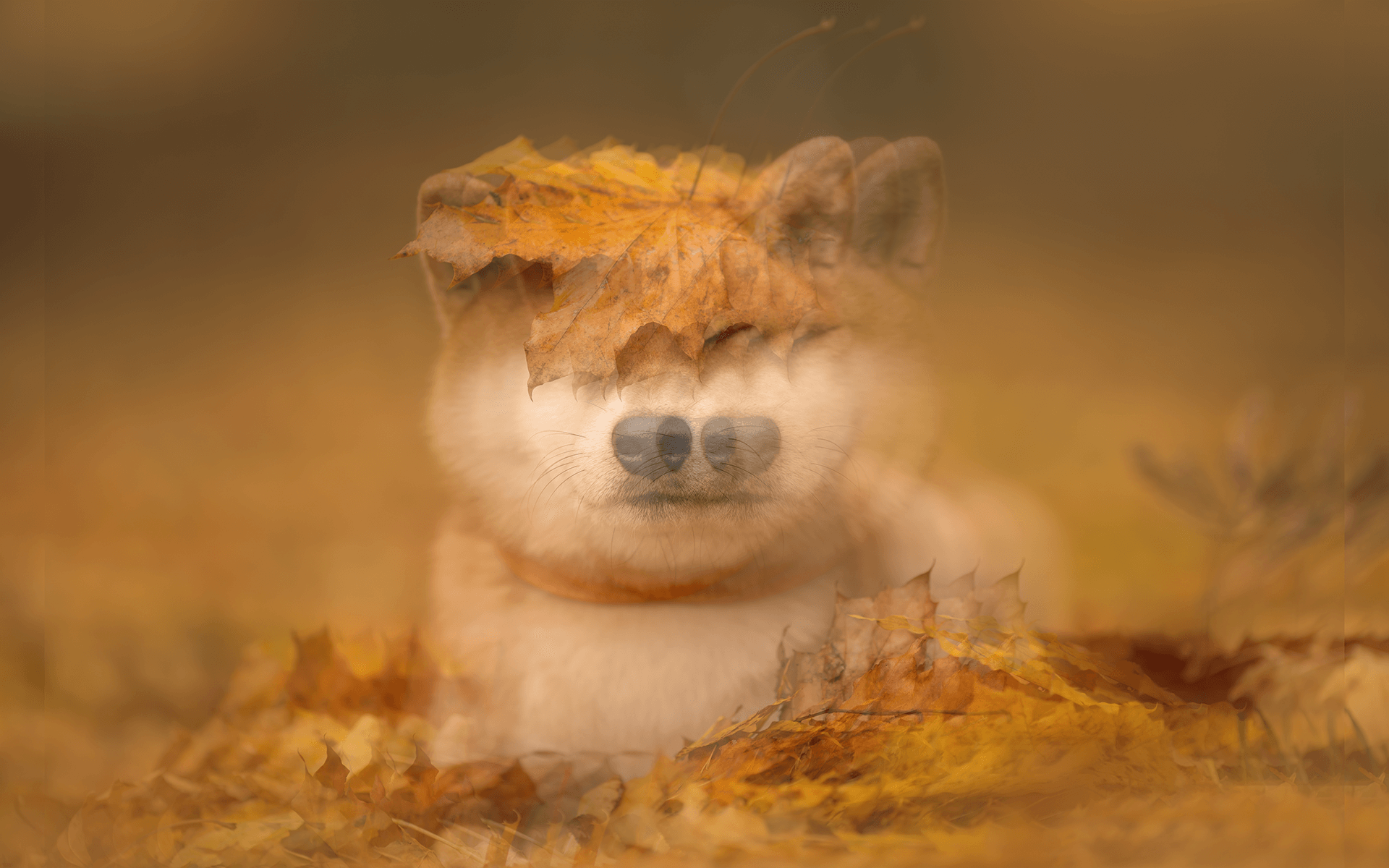 12 common eye conditions: What they look like and how to spot them ...