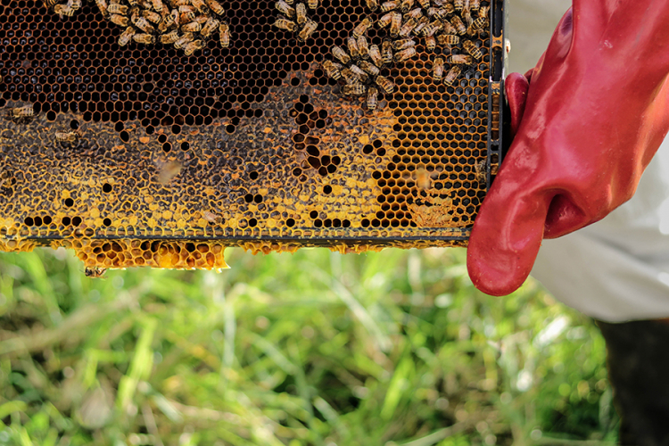 5 fascinating facts about bee eyes | Lenstore.co.uk