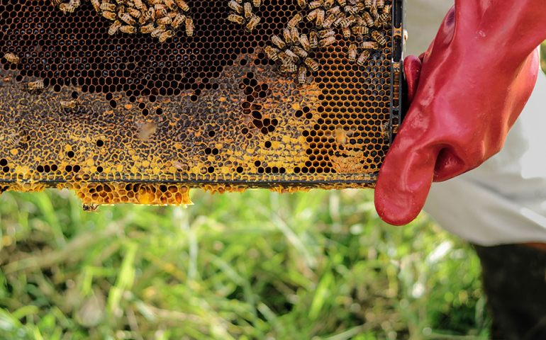 5 fascinating facts about bee eyes | Lenstore.co.uk